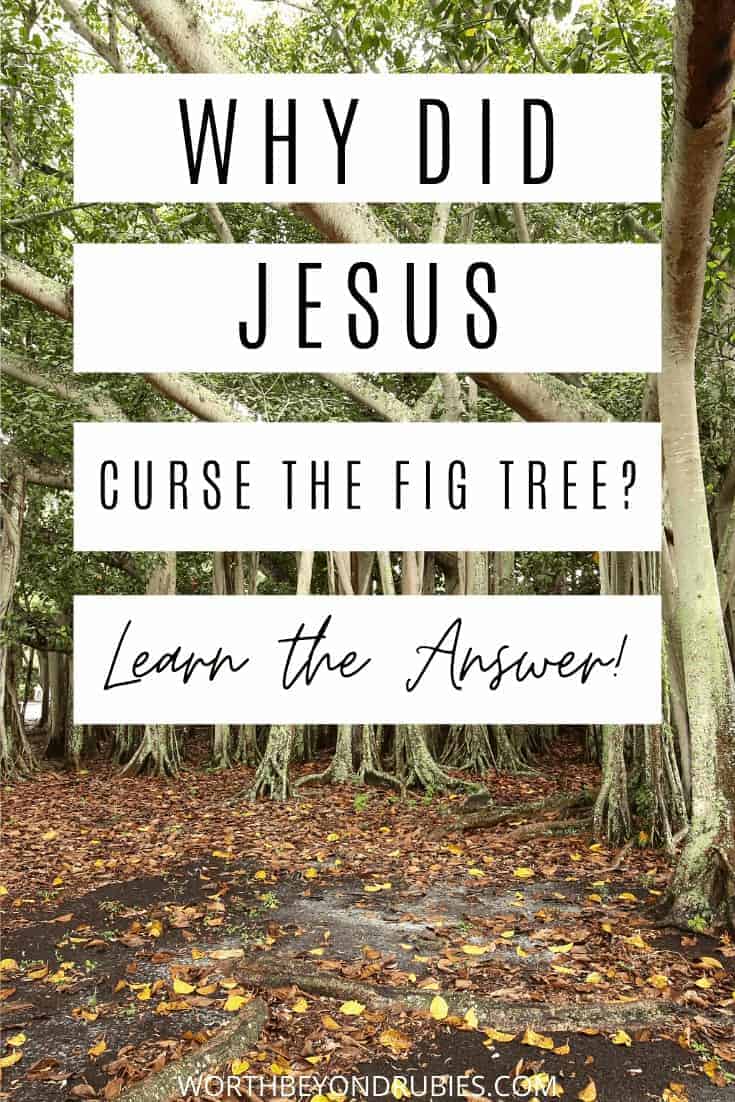 Why Did Jesus Curse The Fig Tree? - The 1 Fascinating Answer