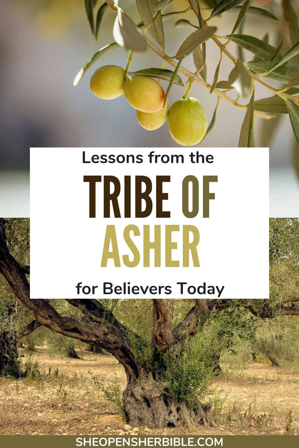 Tribe Of Asher: Discover The Remarkable Legacy And Prophetic Destiny