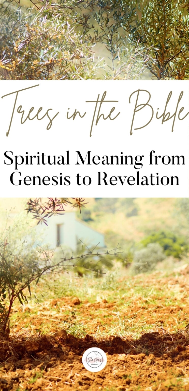 Trees In The Bible: Their Hebrew Meaning, Symbolism, And Spiritual ...